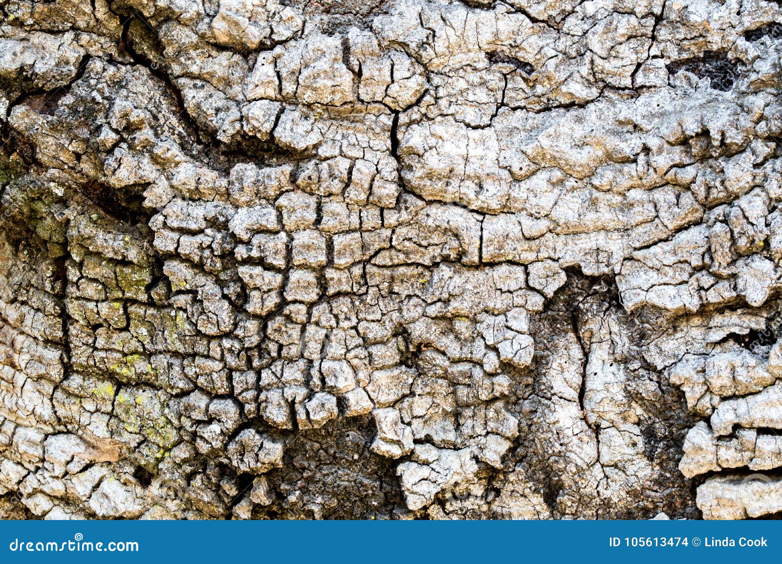 Background Texture Scaly Oak Tree Bark Stock Photo - Image of ...