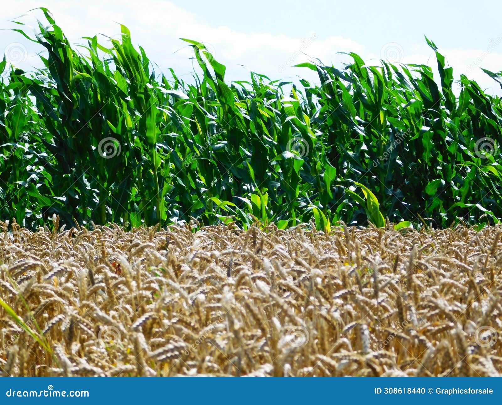 Maize and Wheat in the Field Stock Photo - Image of cultivate ...