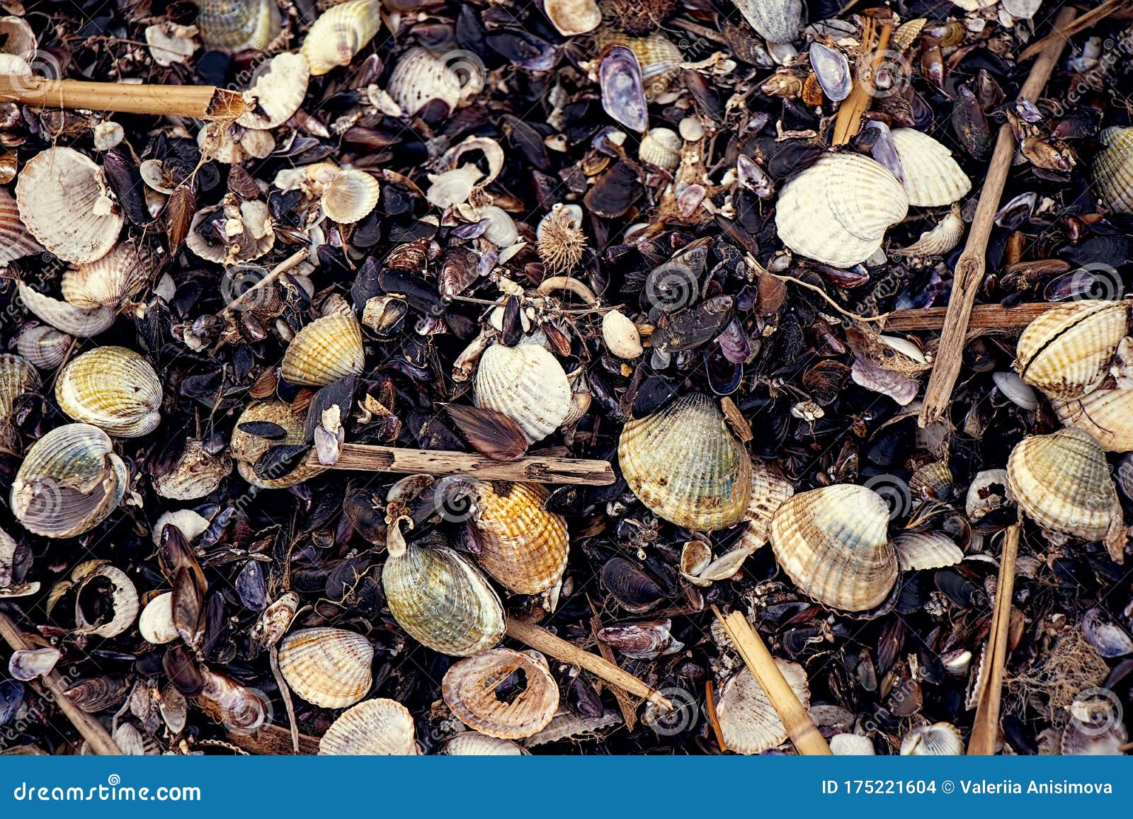 Background and Texture of a Shell and Mussel on Sand Stock Photo ...