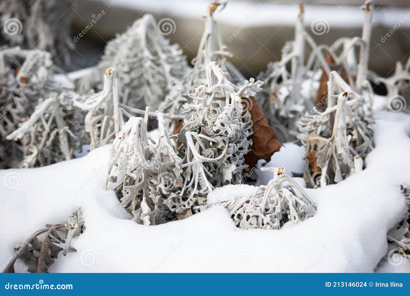 Background and Texture of Silver Moss in the Snow. Macro Stock Photo ...