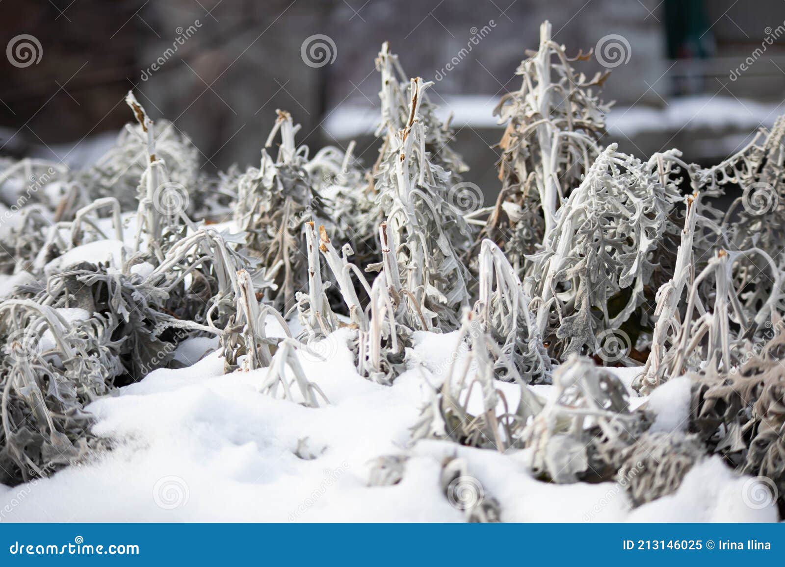 Background and Texture of Silver Moss in the Snow. Macro Stock Image ...