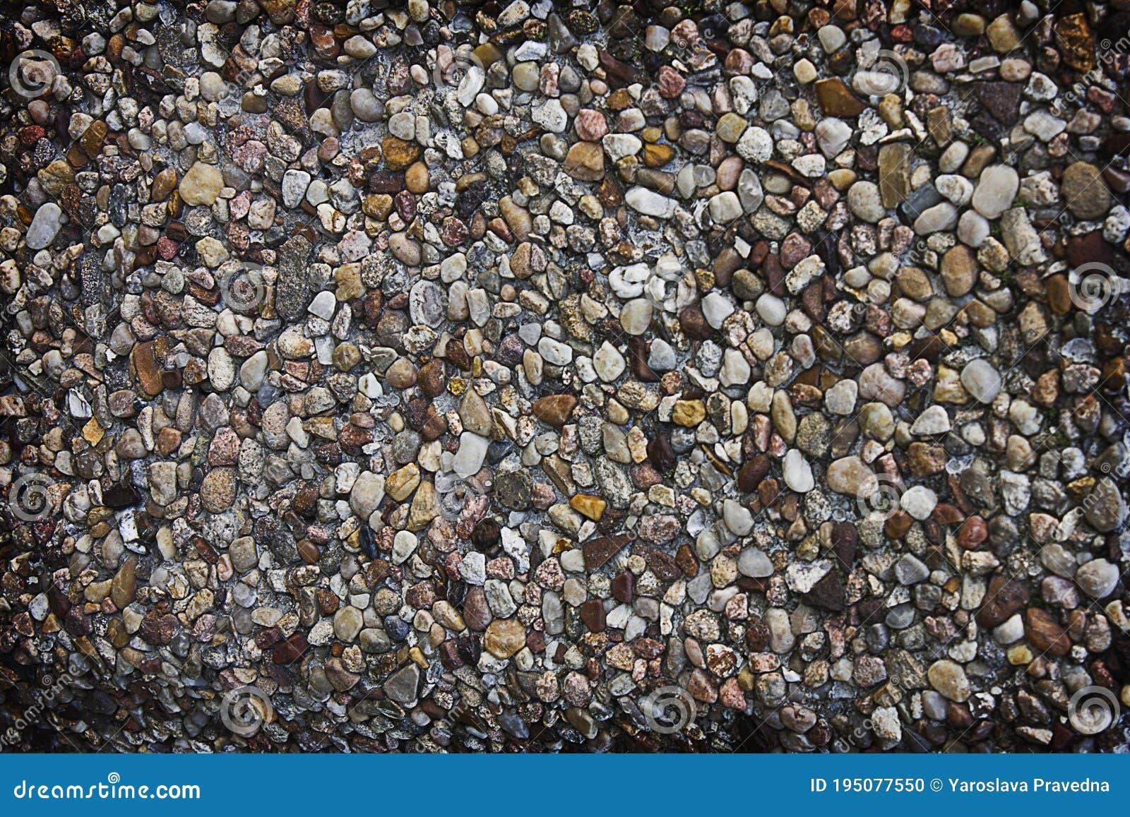 Texture of small pebbles stock photo. Image of texture - 195077550