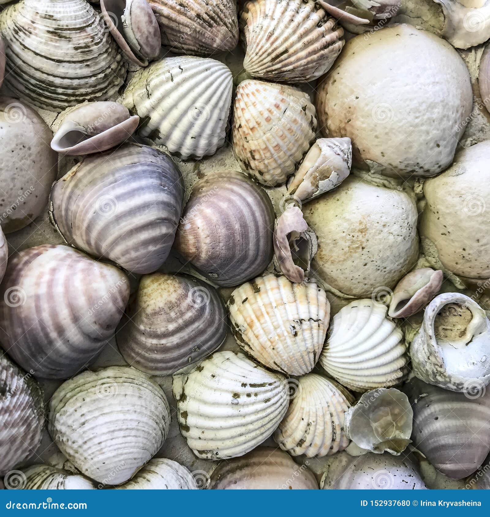 Background, Texture of Small Seashells Stock Photo - Image of texture ...