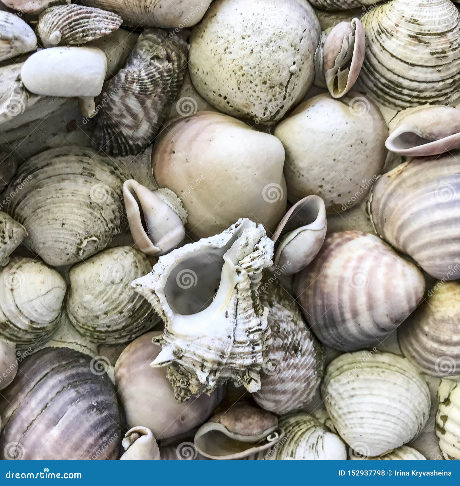 Background, Texture of Small Seashells Stock Photo - Image of outdoor ...