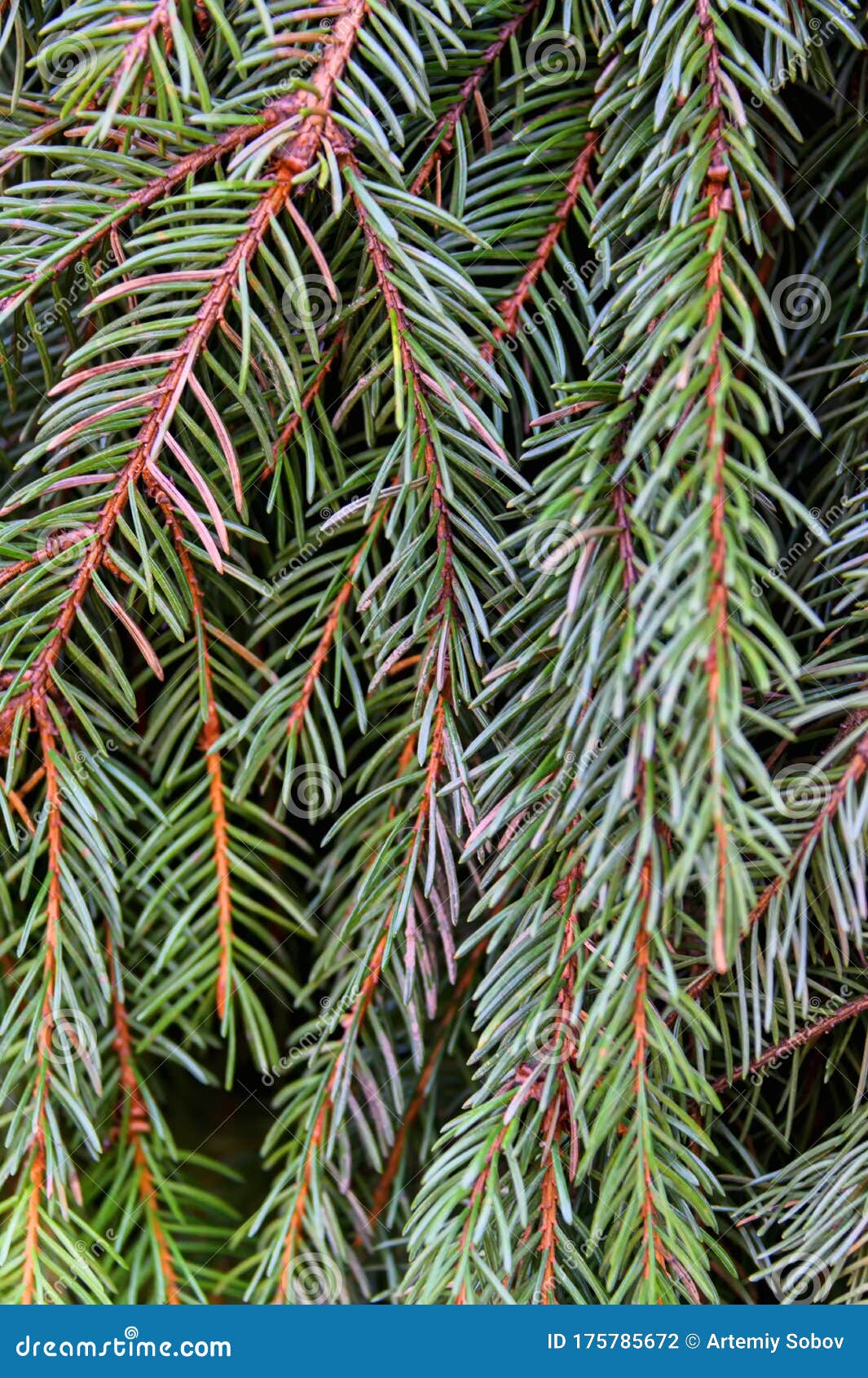 Background Texture of a Spruce Branch for a Christmas Card. Natural ...