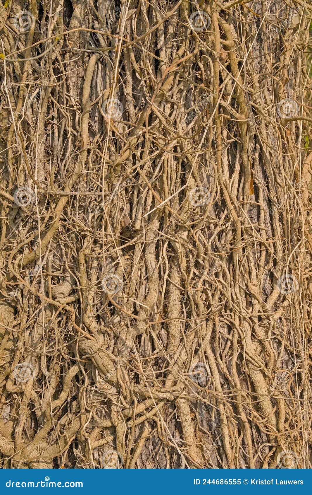 Background Texture of Stems of Ivy Stock Image - Image of tree, forest ...
