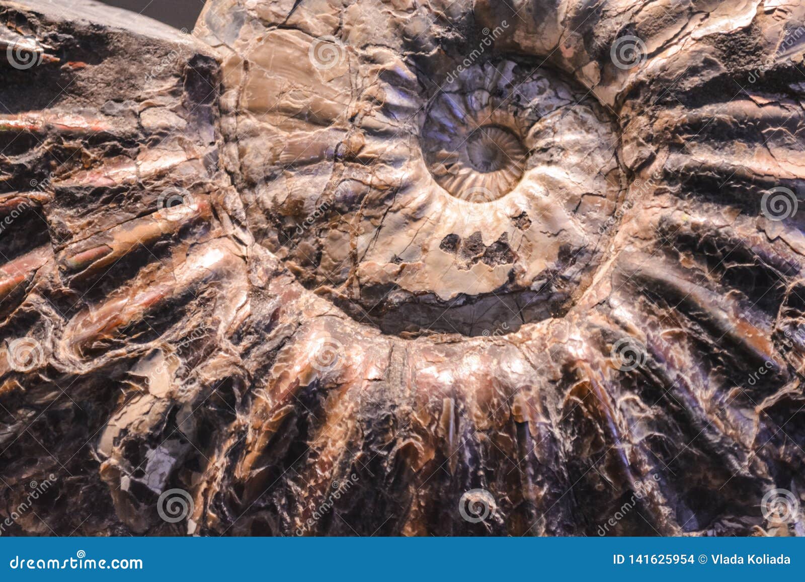 Background - Ammonite Shell In Limestone Royalty-Free Stock Photography ...