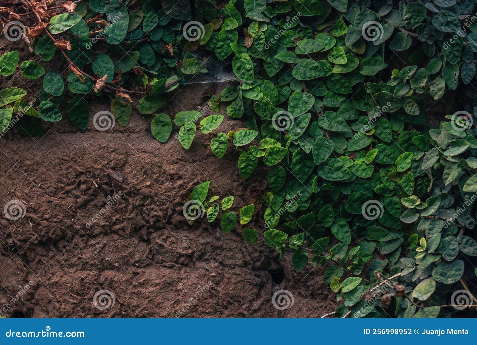 Background, Texture of a Stone Wall with Creepers and Green Vegetation ...