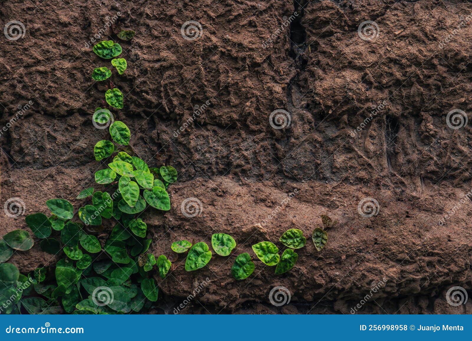 Background, Texture of a Stone Wall with Creepers and Green Vegetation ...