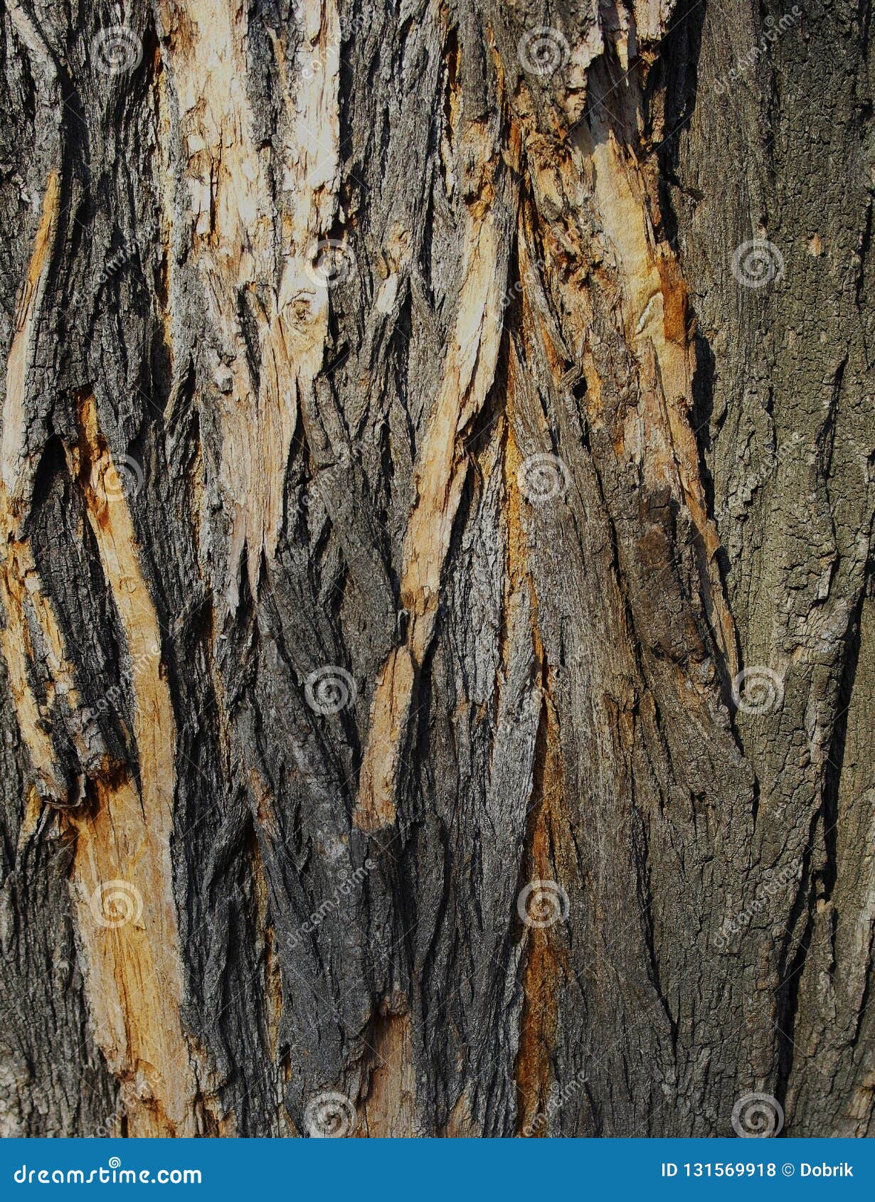 Background Texture of a Strictly Poplar Tree, Gray and Brown Stock ...
