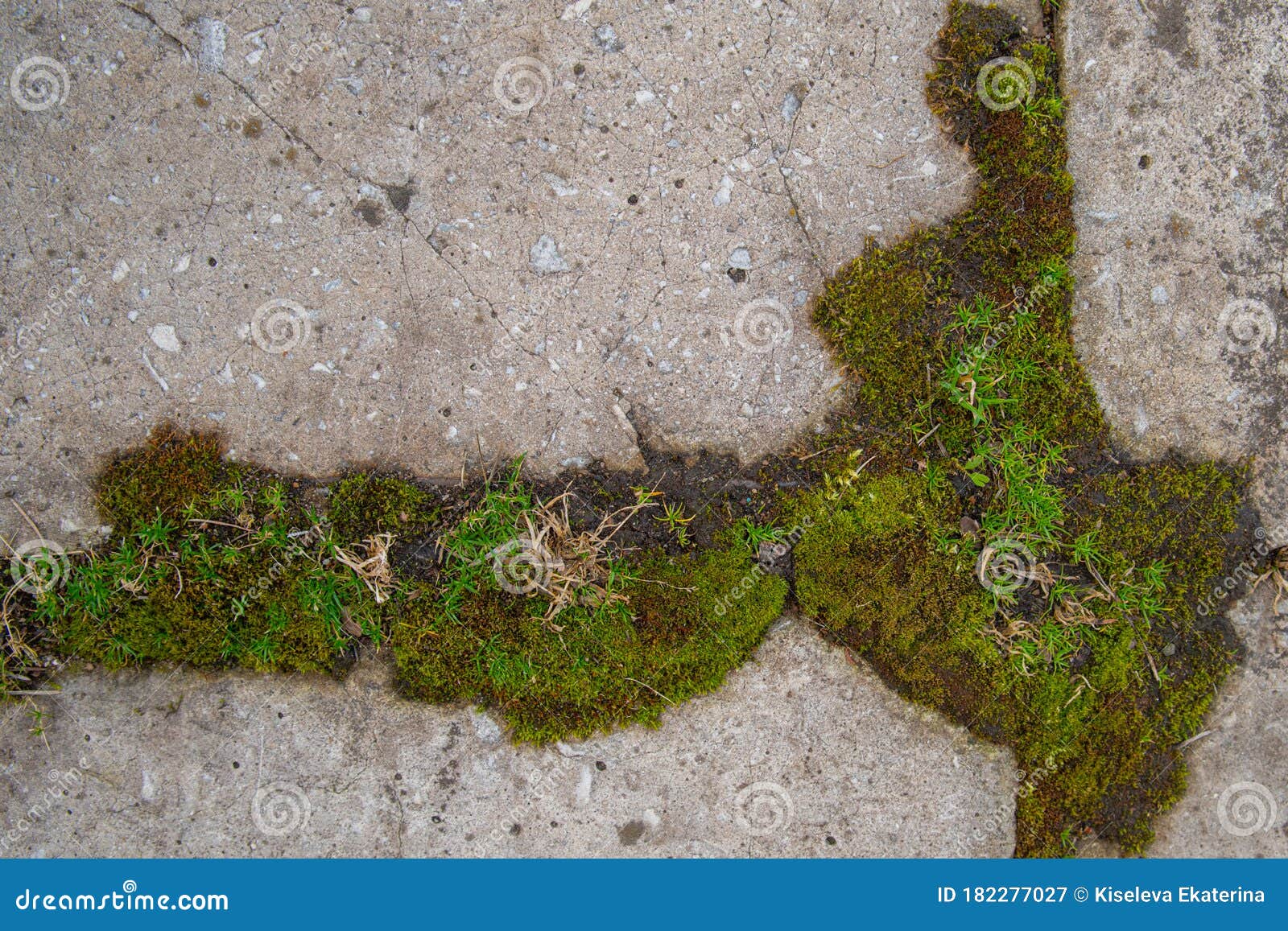 Background Texture: the Surface of Concrete Slab Covered with Moss ...