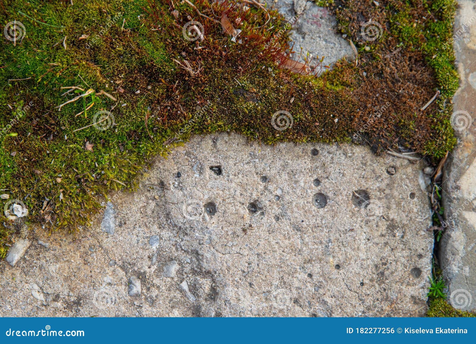 Background Texture: the Surface of Concrete Slab Covered with Moss ...