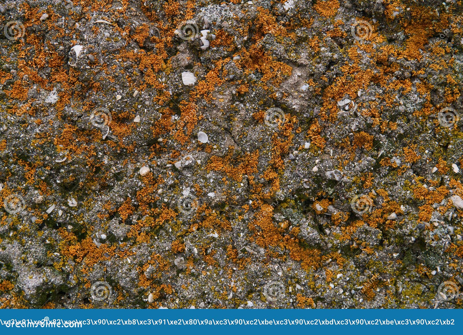 Background, Texture - a Limestone Surface with Fossil Shells, Covered ...