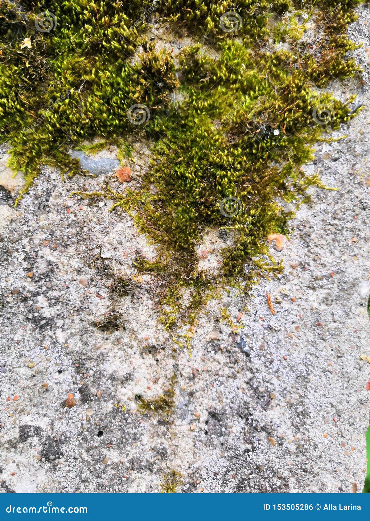 The Surface of Old Concrete Slab Covered with Green Moss or Algae Stock ...
