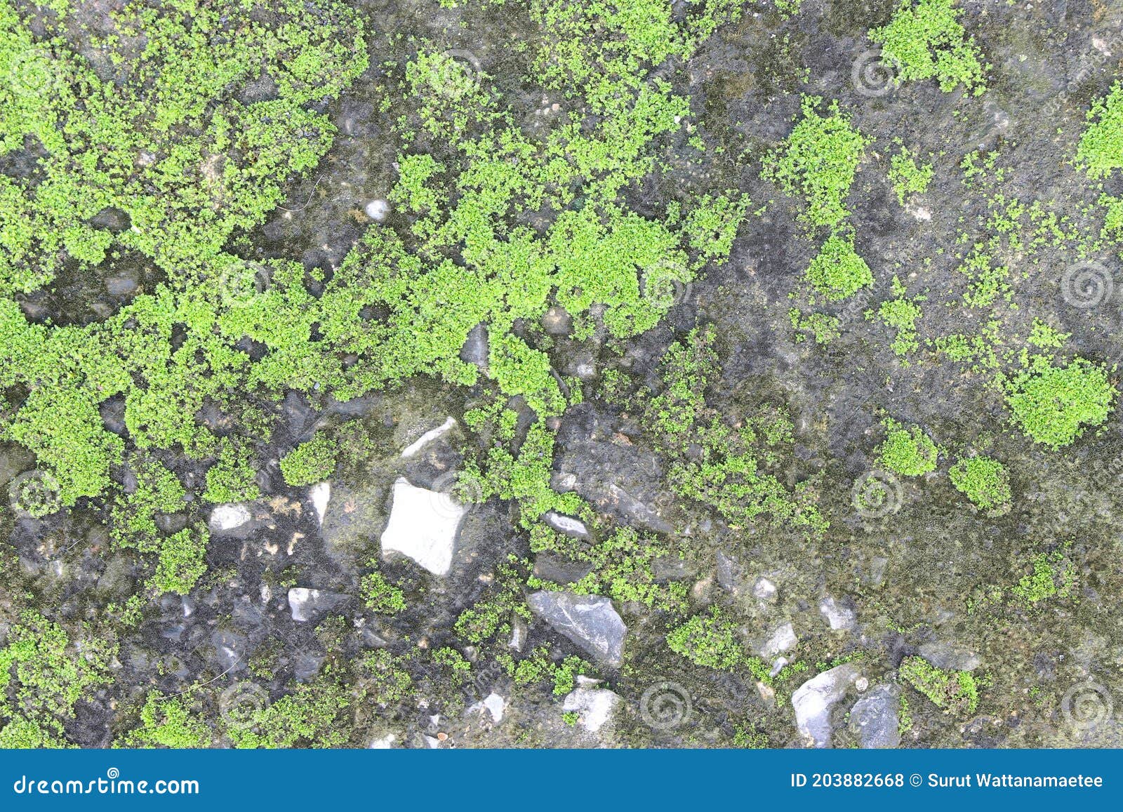 Background Texture: the Surface of Old Concrete Slab Covered with Moss ...