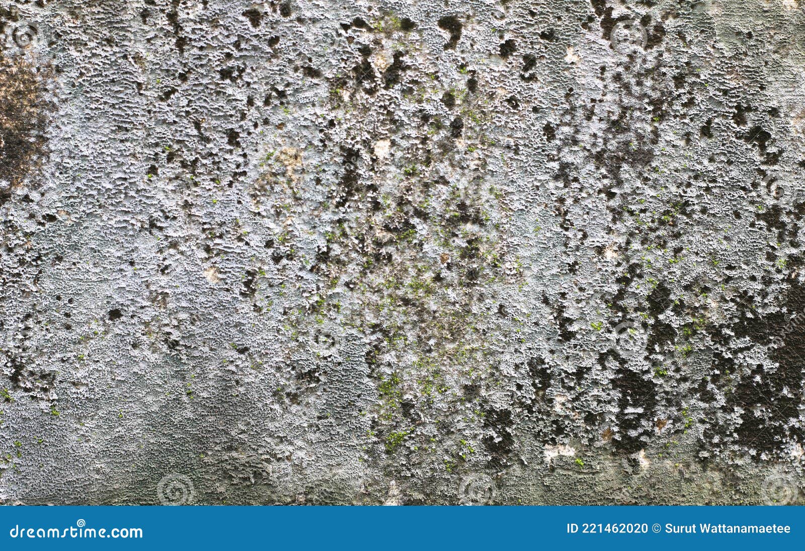 Background Texture: the Surface of Old Concrete Slab Covered with Moss ...