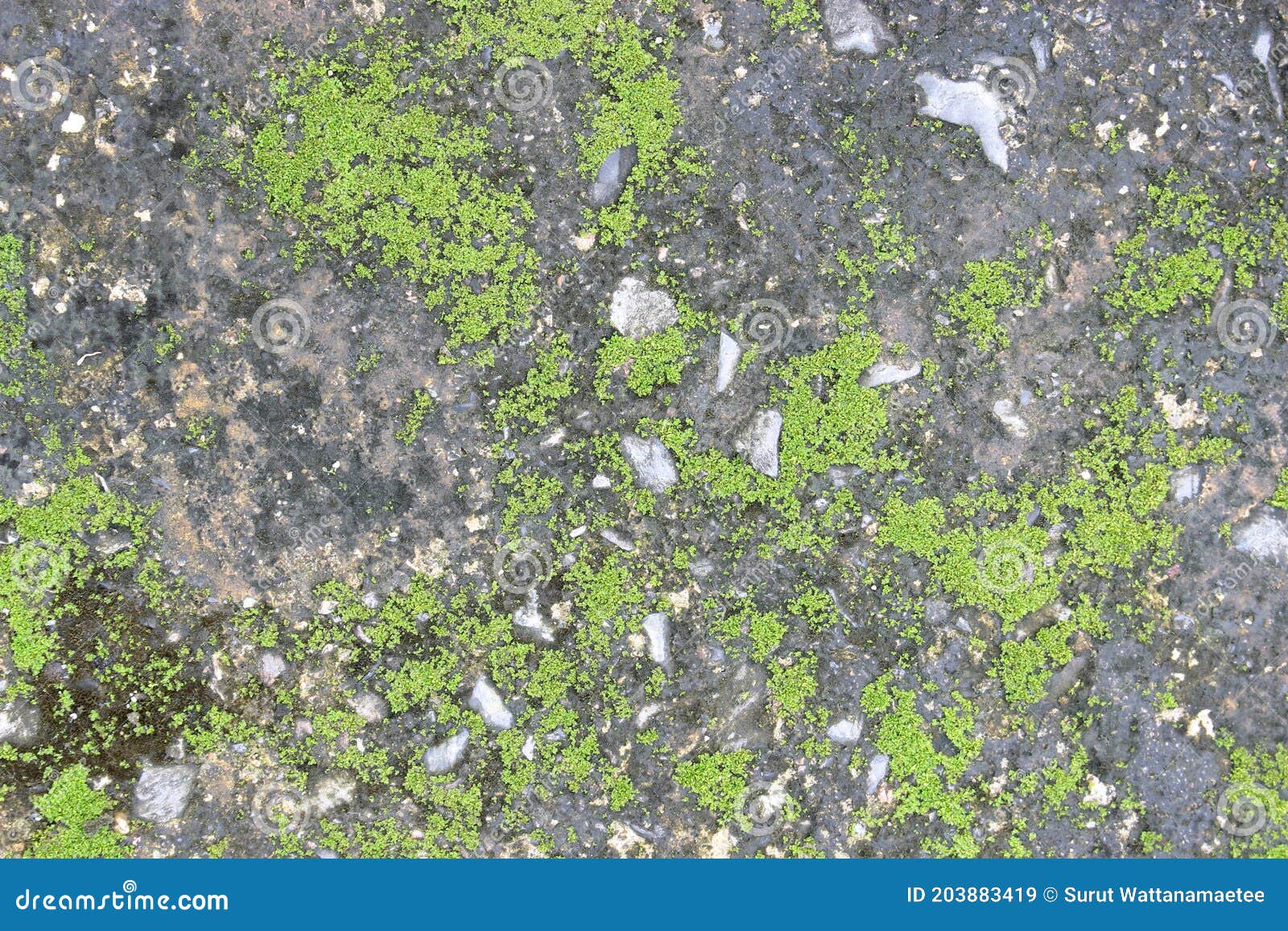 Background Texture: the Surface of Old Concrete Slab Covered with Moss ...