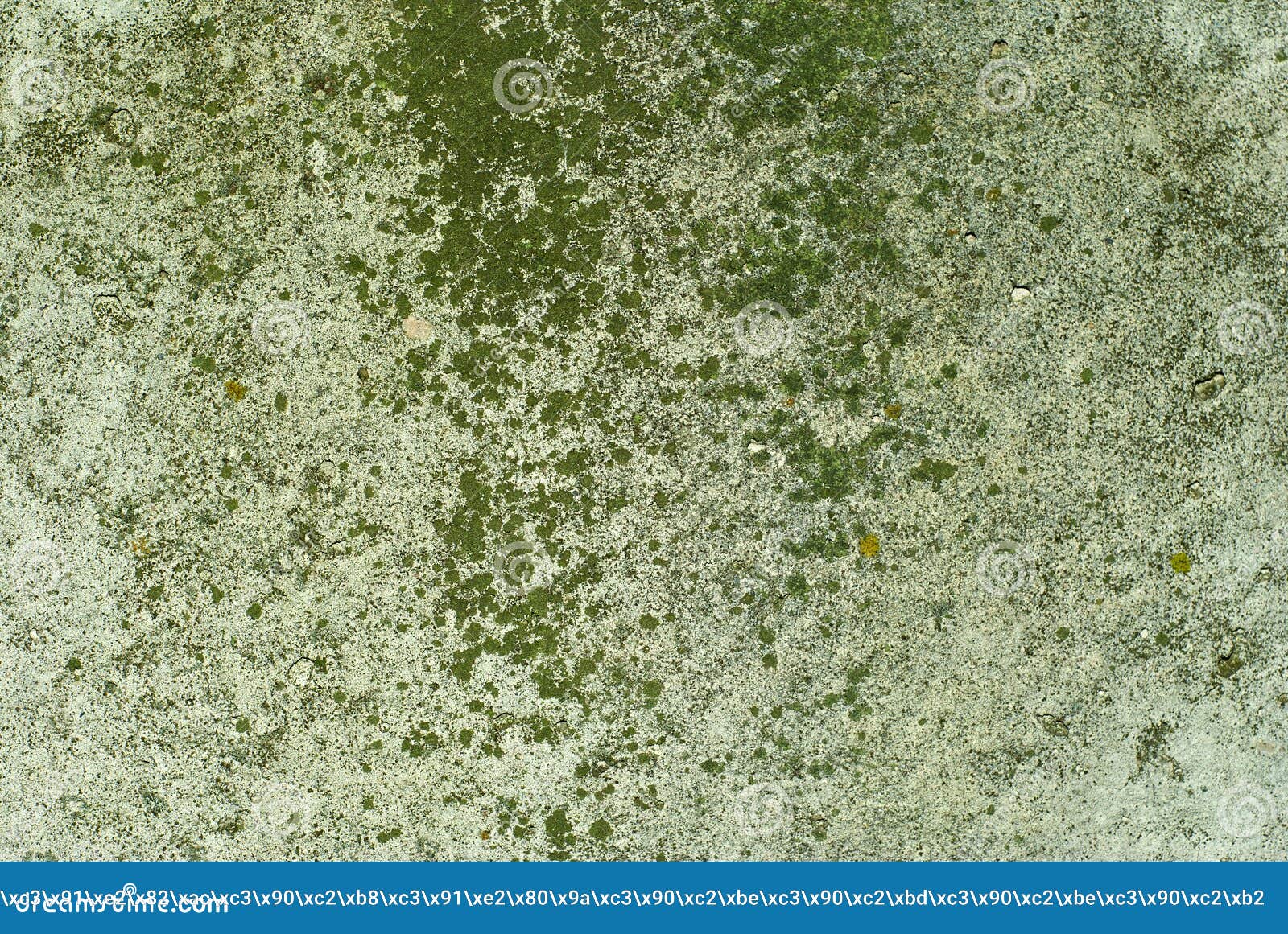 Background, Texture: Mossy Concrete Surface Stock Photo - Image of ...