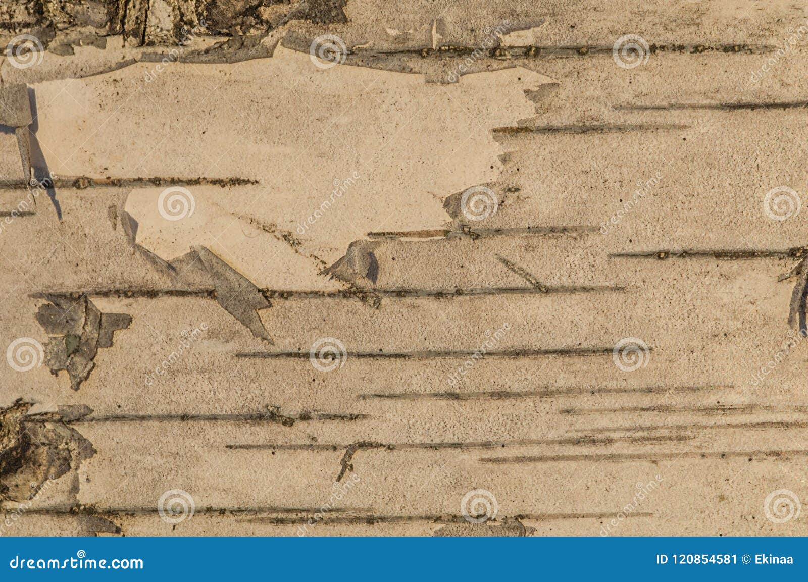 Background Texture. Template. Bark of Tree. Macro Shooting Stock Image ...