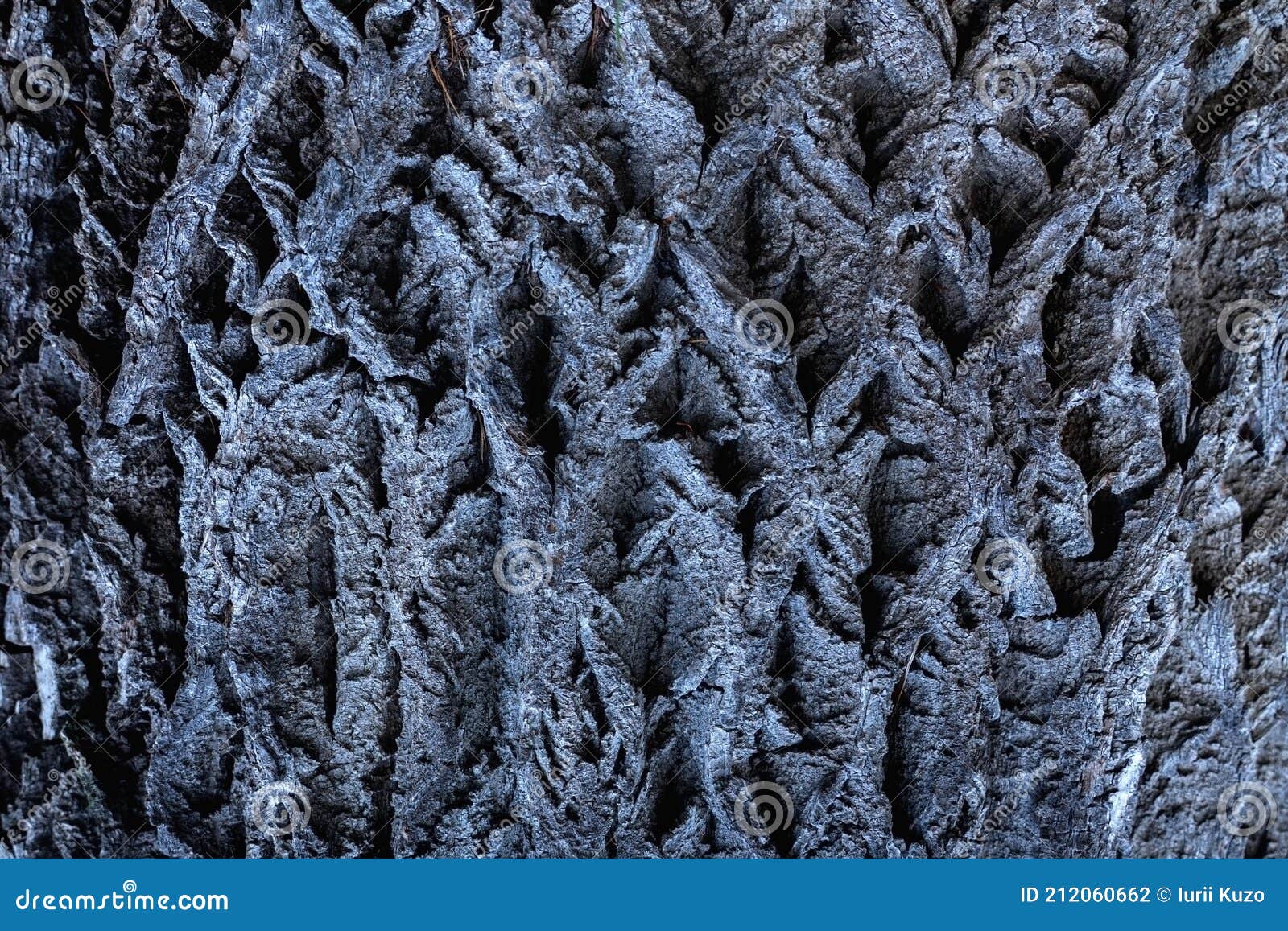 Background Texture of Tree Bark. Copy Space for Design Stock Photo ...