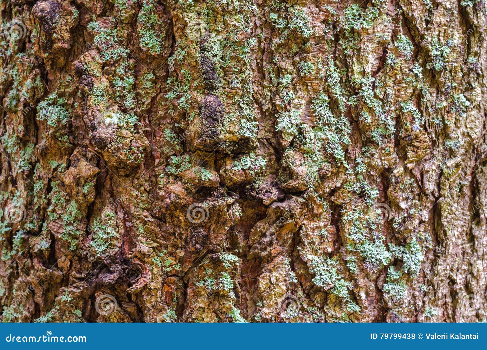 Background Texture of Tree Bark. Skin the Bark of a Tree that Traces ...