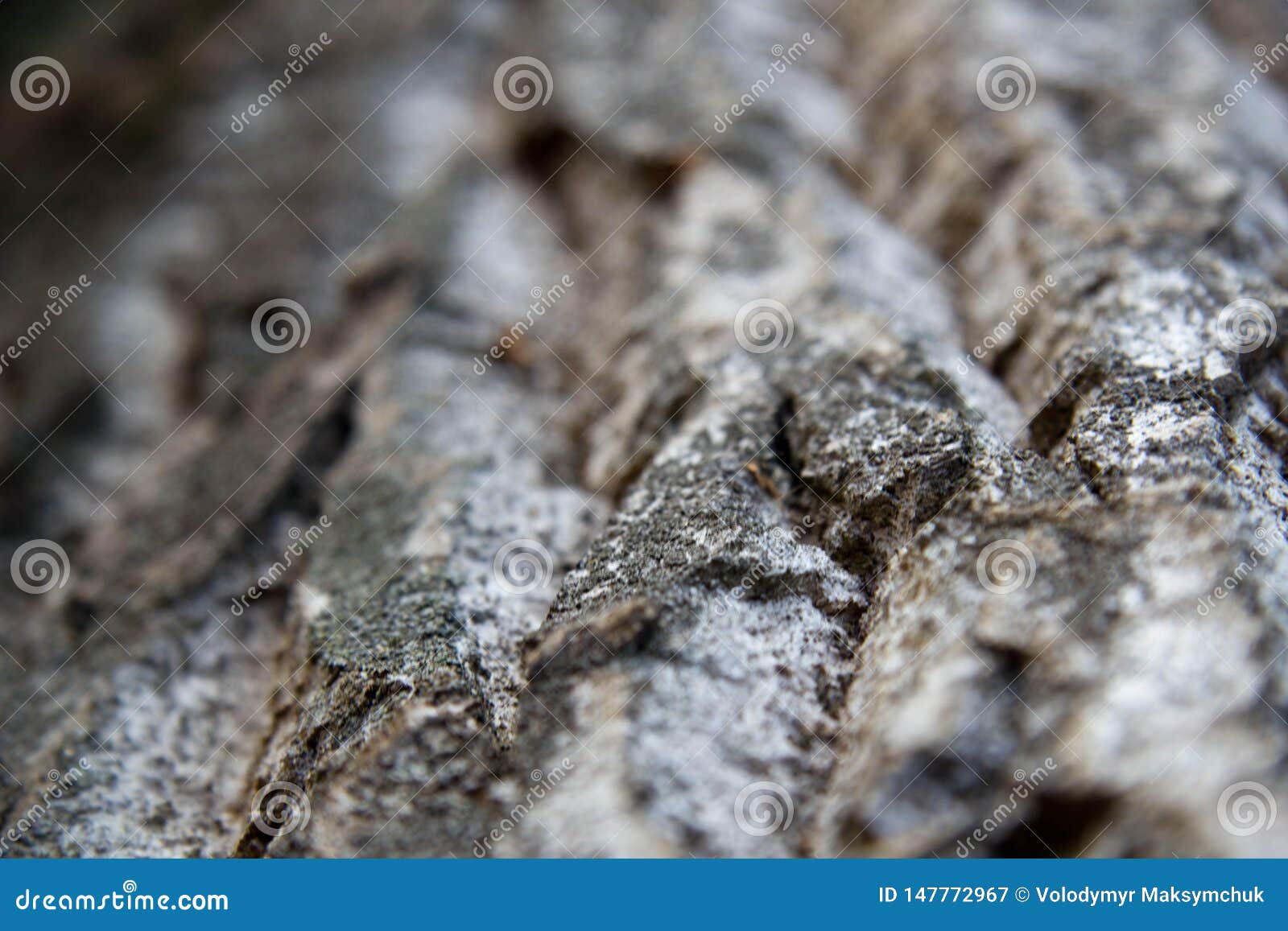 Background Texture of Tree Bark. Skin the Bark of a Tree that Traces ...