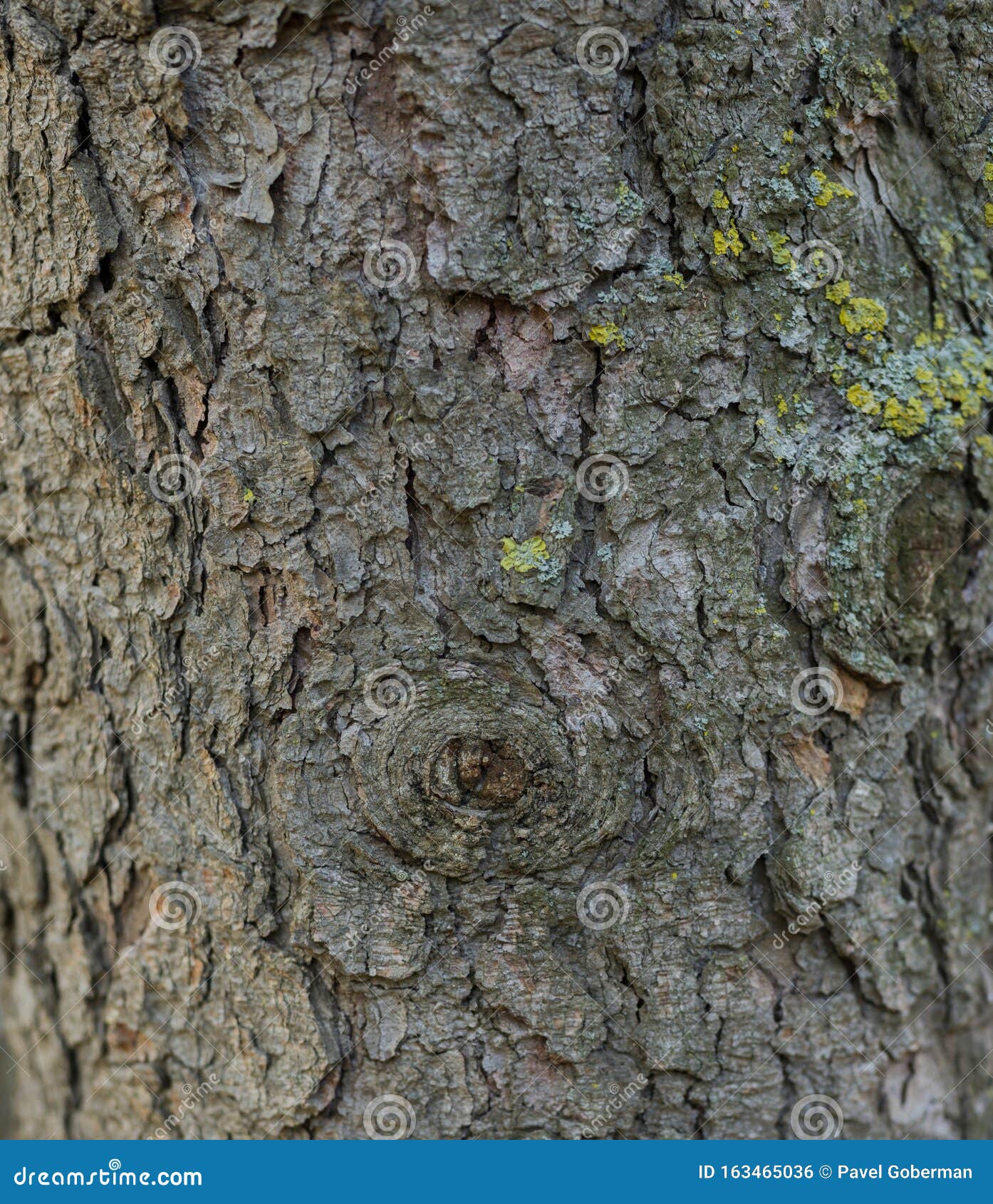 Background Texture of Tree Bark. Skin the Bark of a Tree that Traces ...