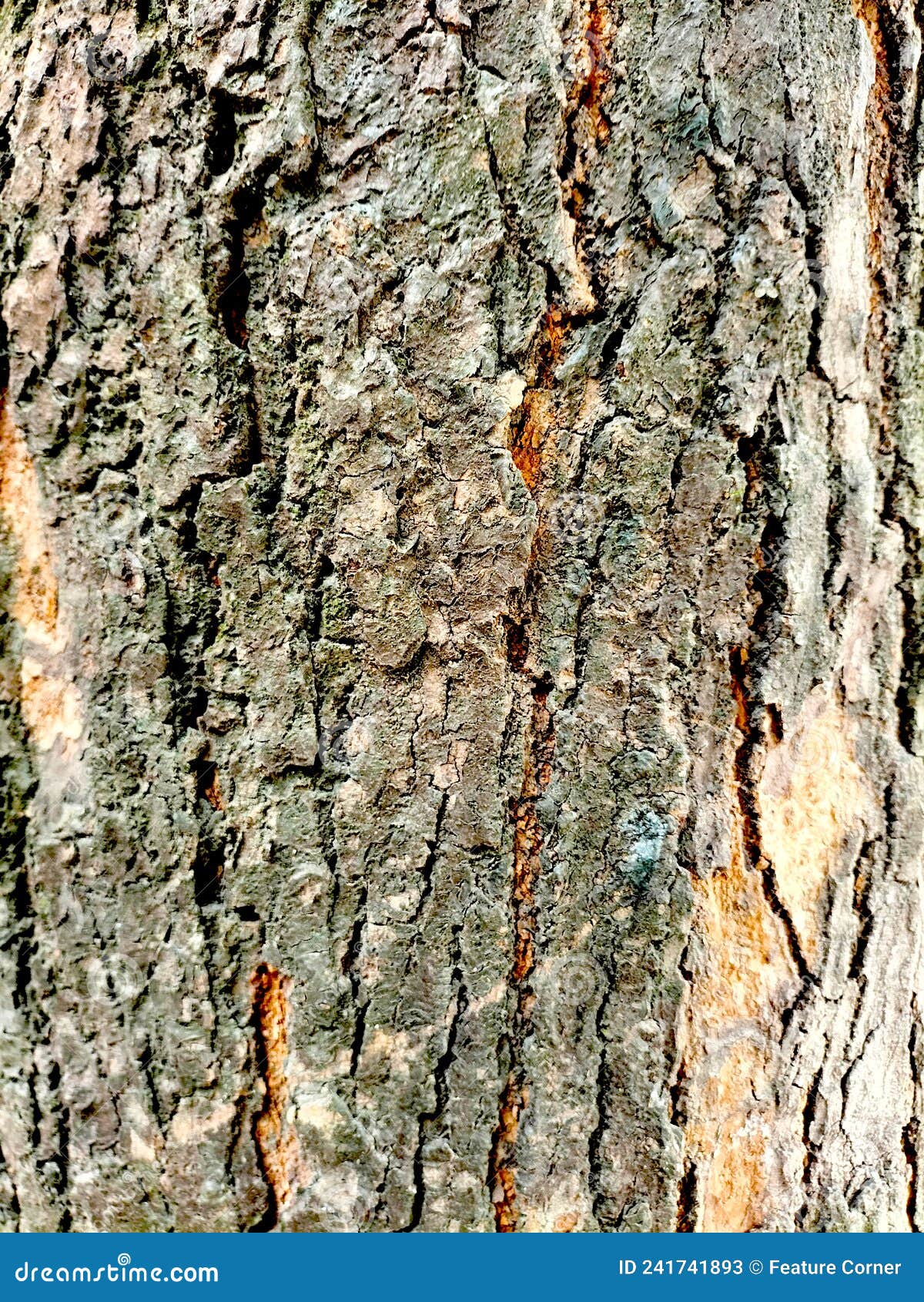 Background Texture of Tree Bark. Skin the Bark of a Tree that Traces ...