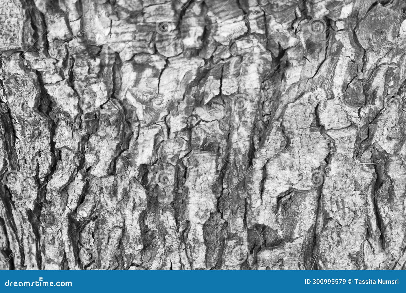 Background Texture of Tree Bark. Skin the Bark of a Tree that Traces ...