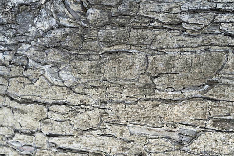 Background Texture of Tree Bark. Skin the Bark of a Tree that Traces ...