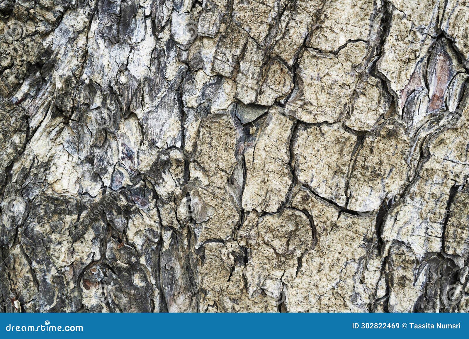 Background Texture of Tree Bark. Skin the Bark of a Tree that Traces ...