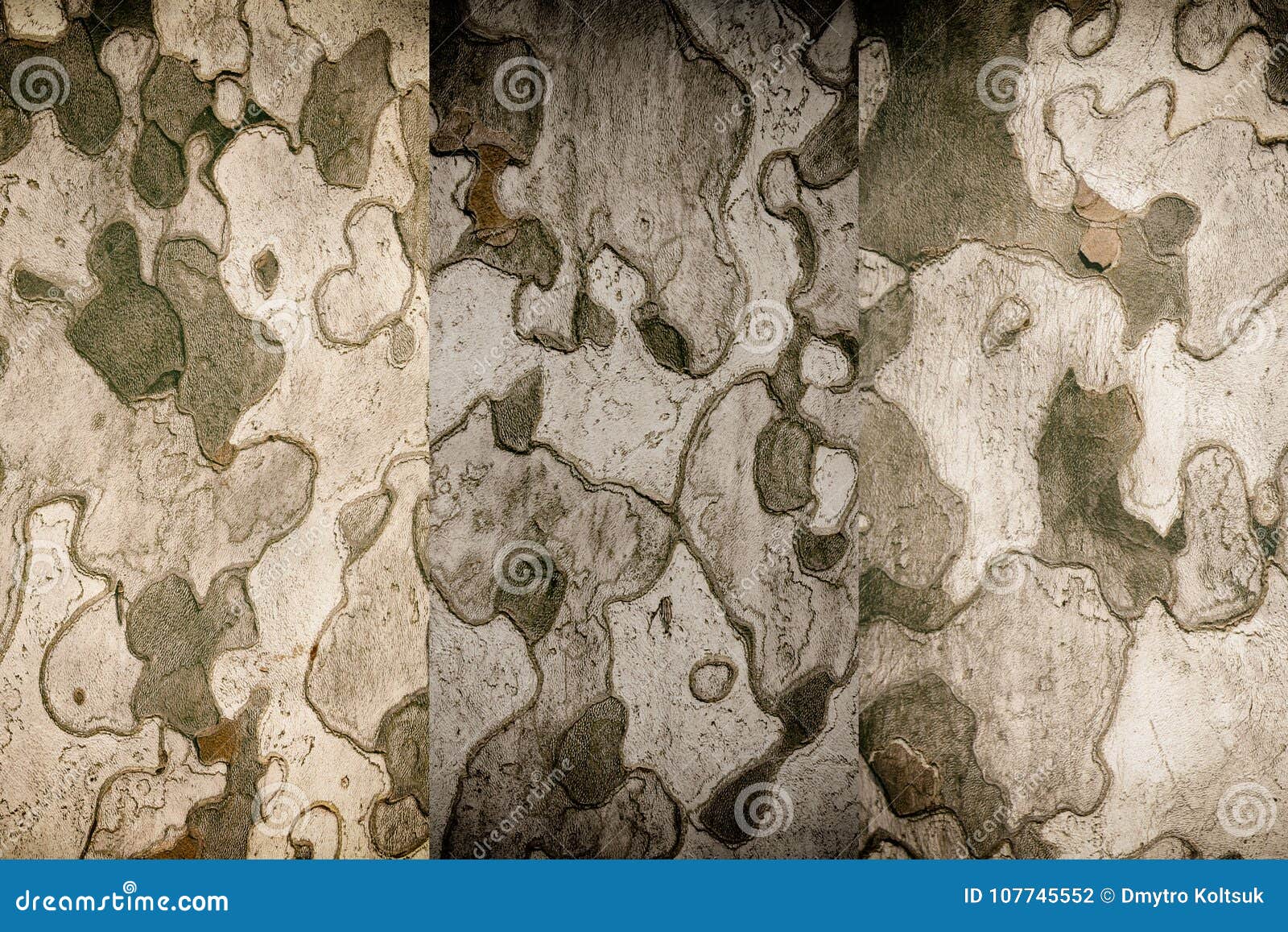 Background Texture of Tree Bark. Skin the Bark of a Tree that Tr Stock ...