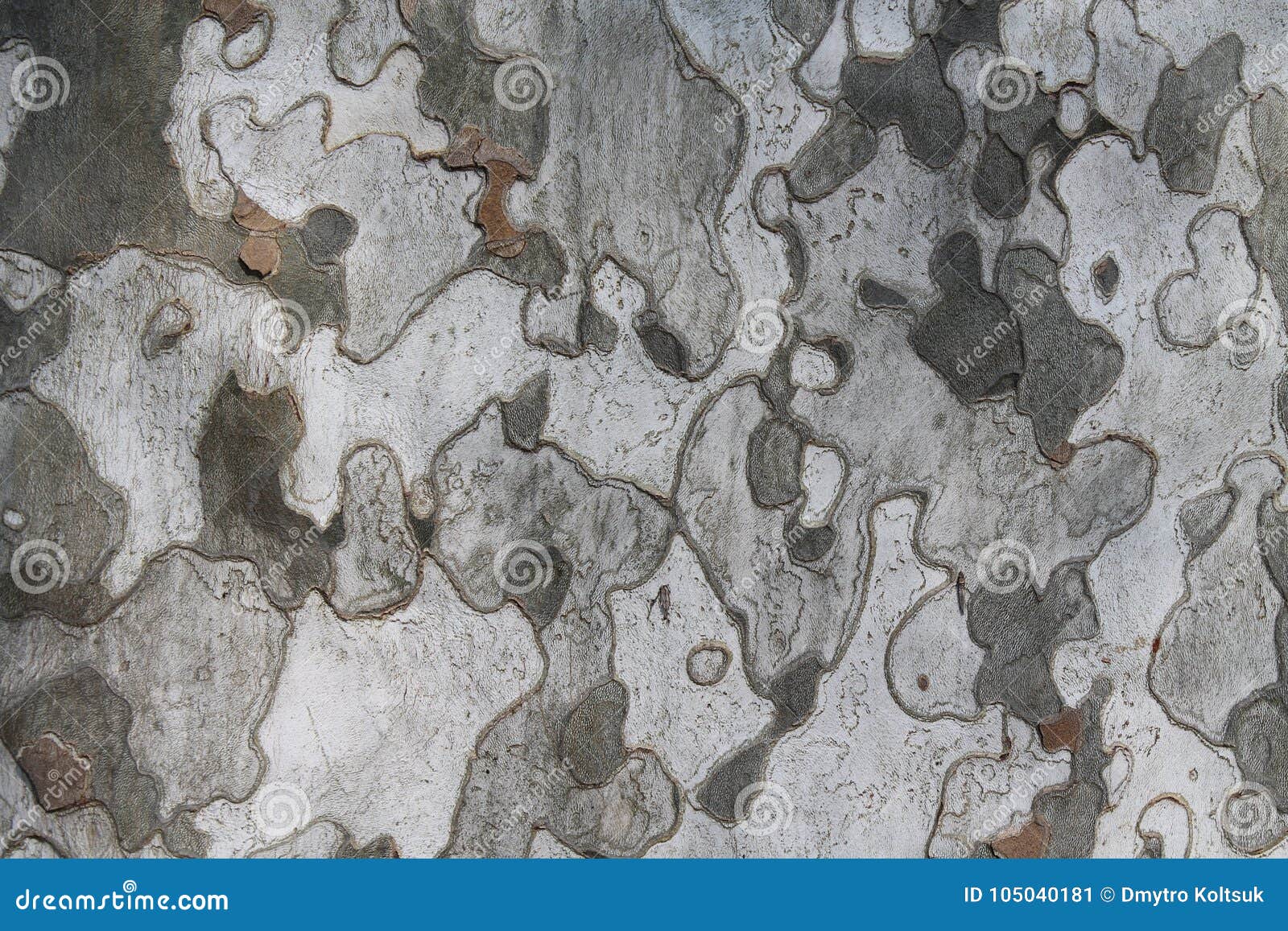 Background Texture of Tree Bark. Skin the Bark of a Tree that Traces ...