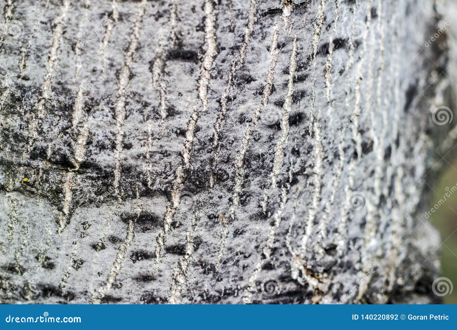 Background Texture of Tree Bark. Skin the Bark of a Tree that Traces ...