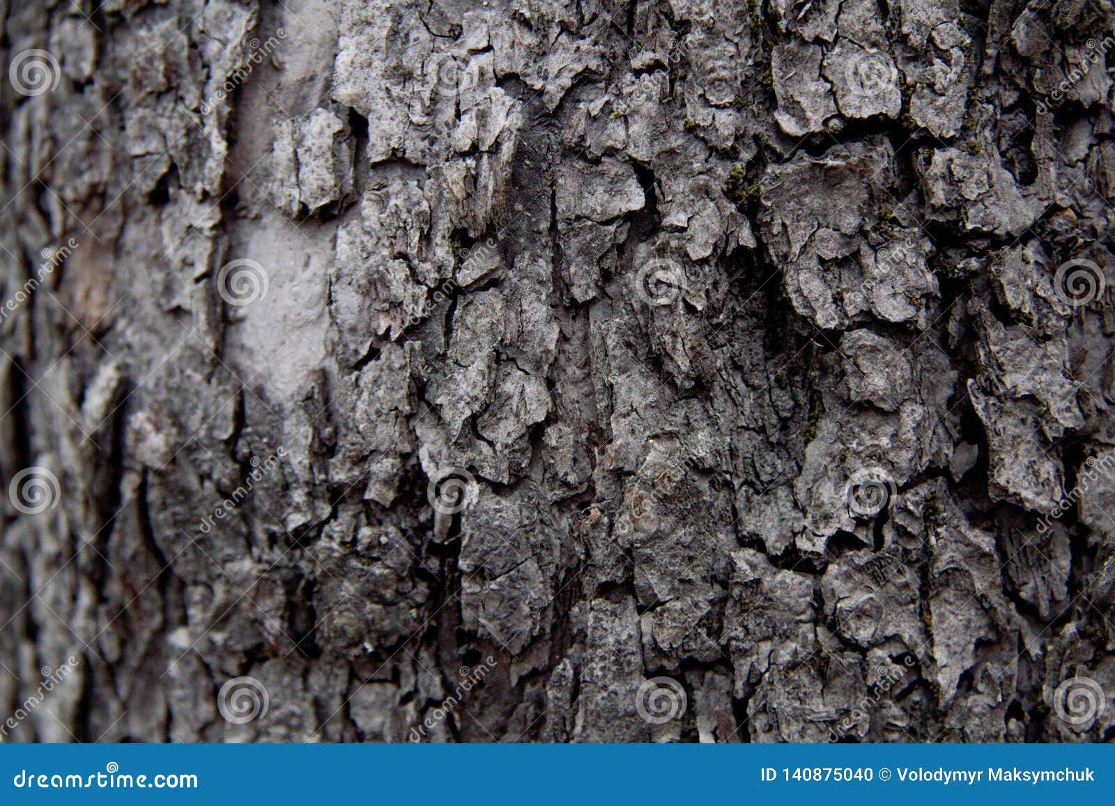 Background Texture of Tree Bark. Skin the Bark of a Tree that Traces ...
