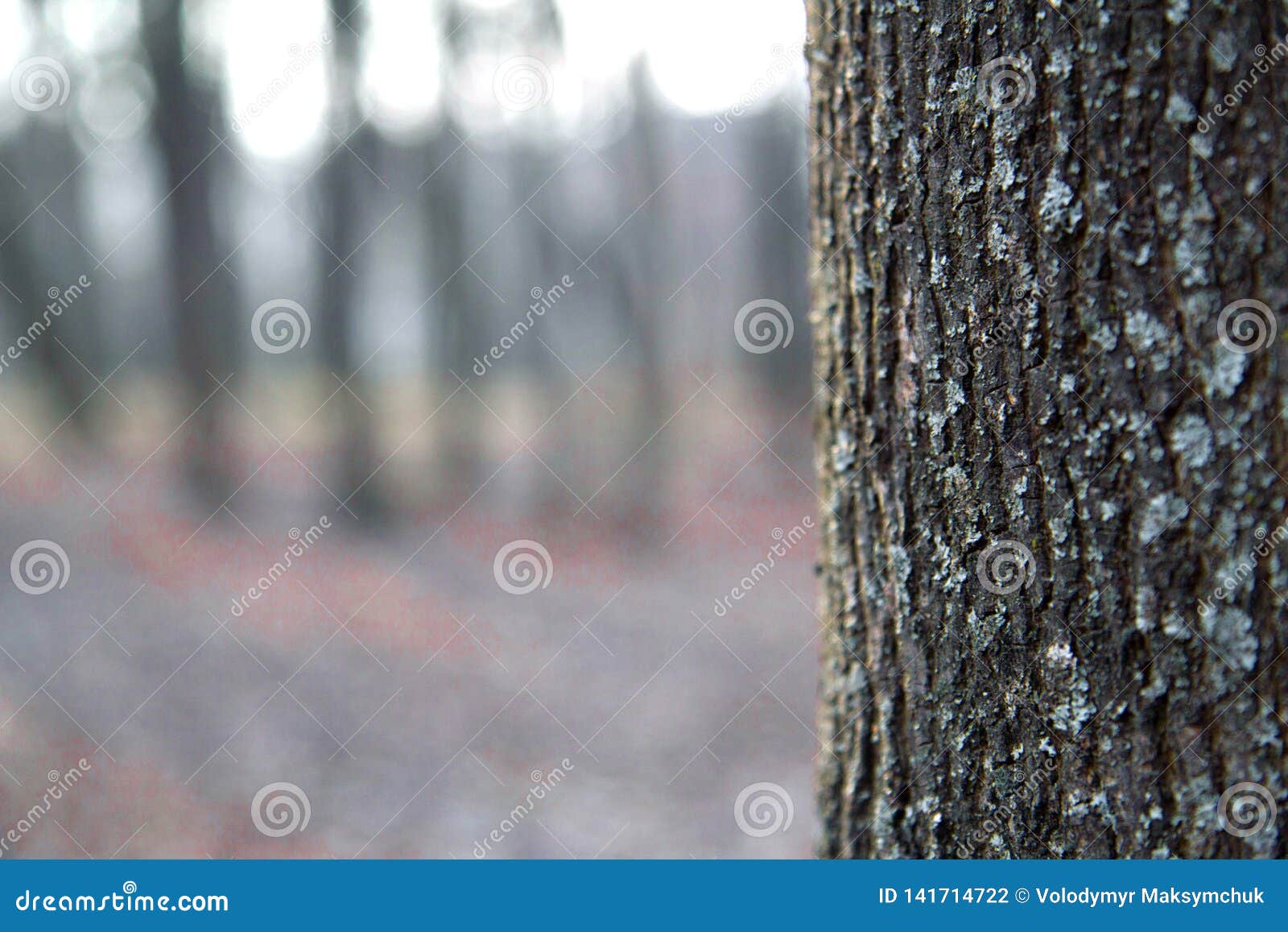 Background Texture of Tree Bark. Skin the Bark of a Tree that Traces ...