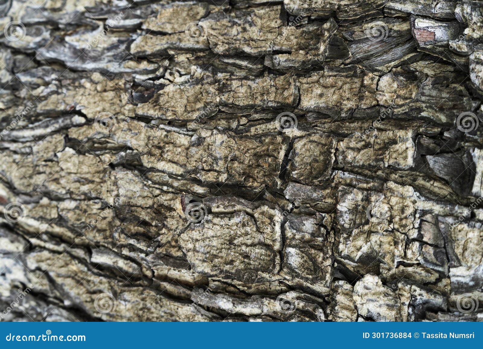 Background Texture of Tree Bark. Skin the Bark of a Tree that Traces ...
