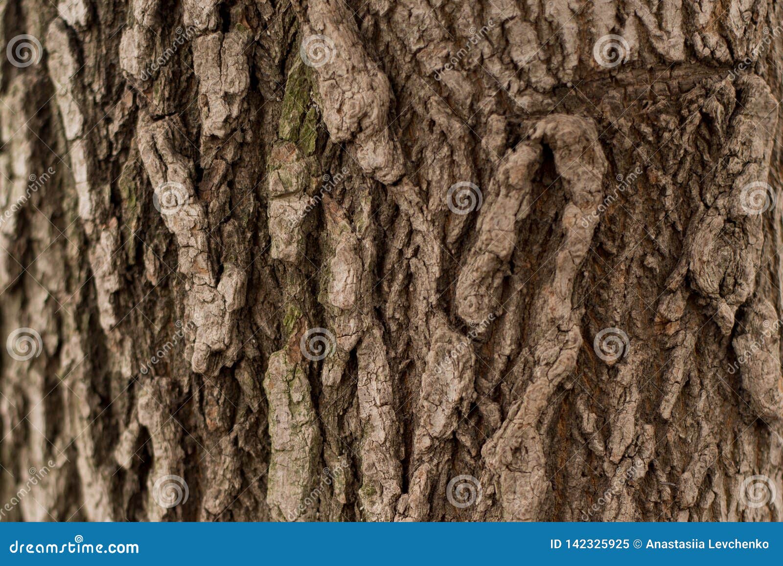 Background Texture of Tree Bark. Skin the Bark of a Tree that Traces ...