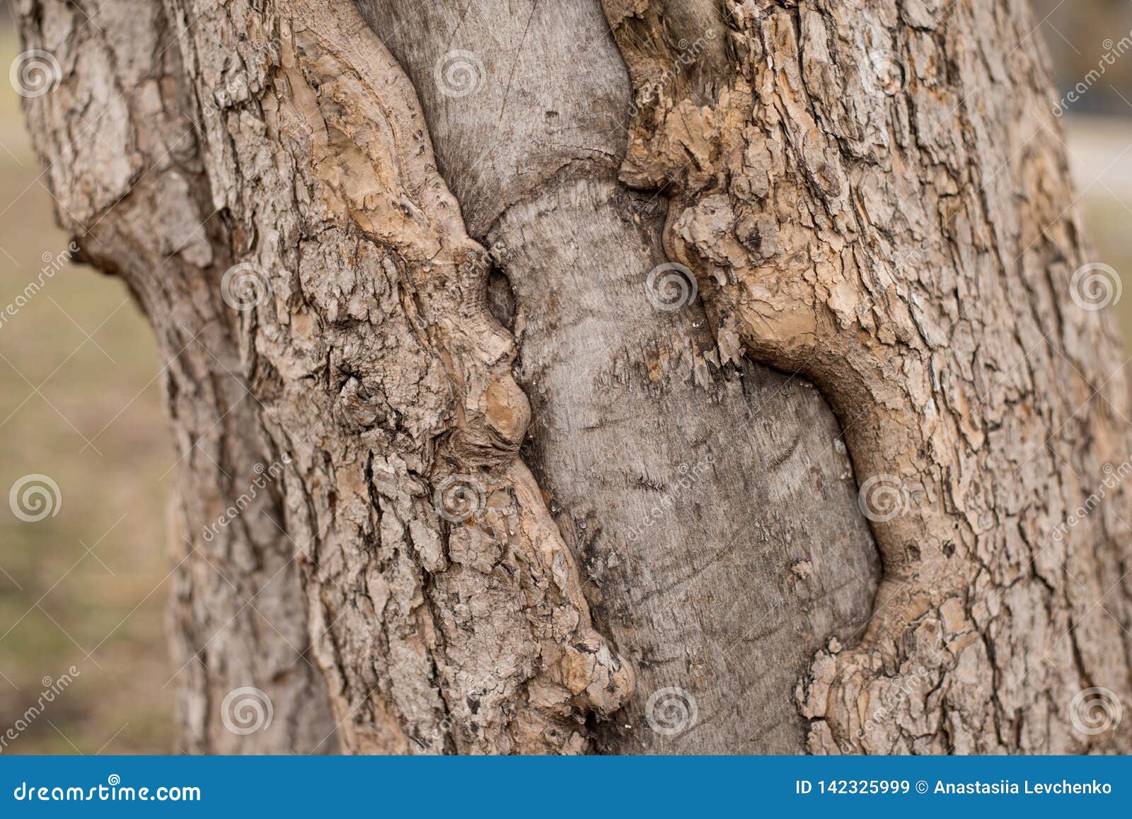 Background Texture of Tree Bark. Skin the Bark of a Tree that Traces ...