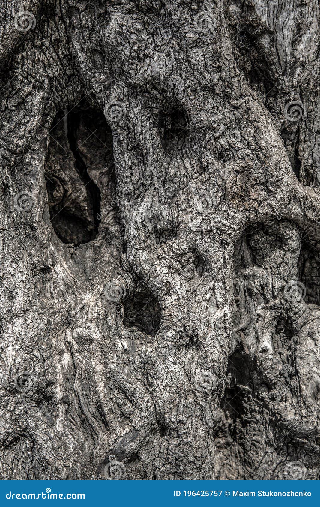 Background Texture of Tree Bark. Skin the Bark of a Tree that Traces ...