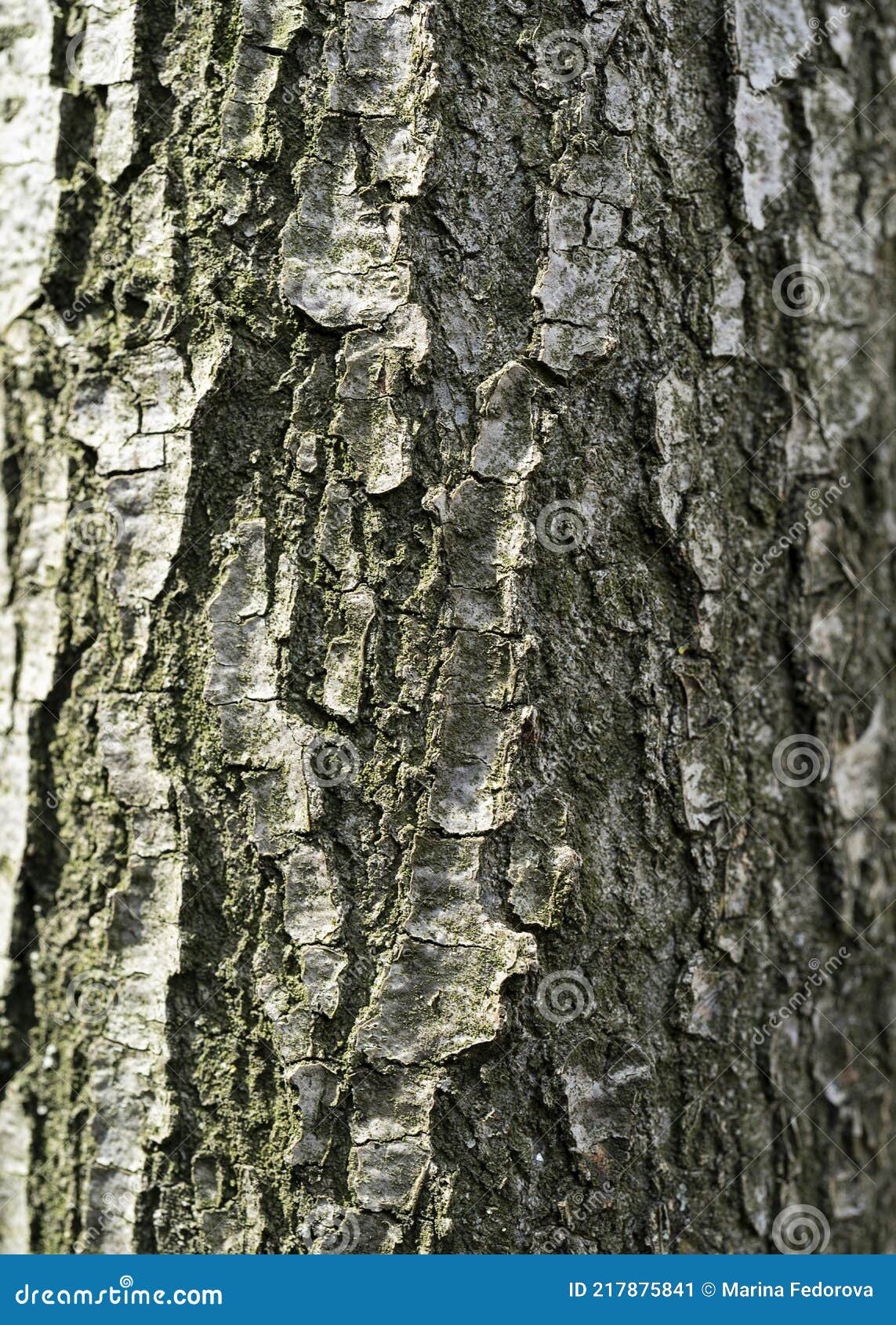 Background Texture of Tree Bark Top View Stock Image - Image of growth ...