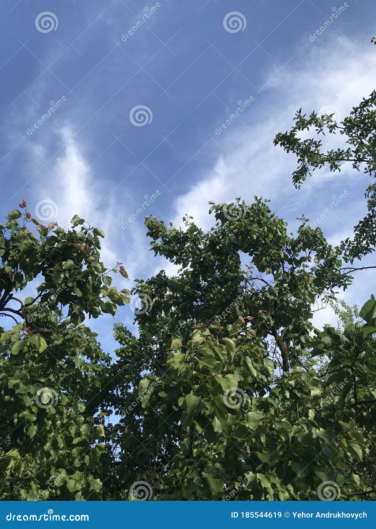 Background Texture of Tree Branch Sky Clouds Stock Image - Image of ...