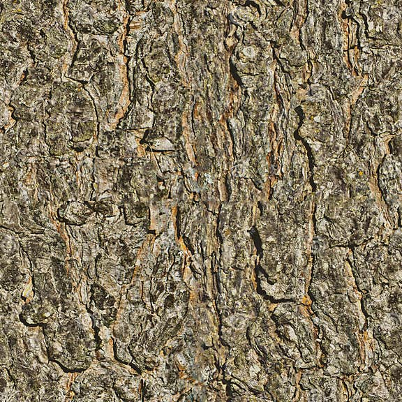 Background Texture Tree. Seamless Texture Stock Photo - Image of timber ...