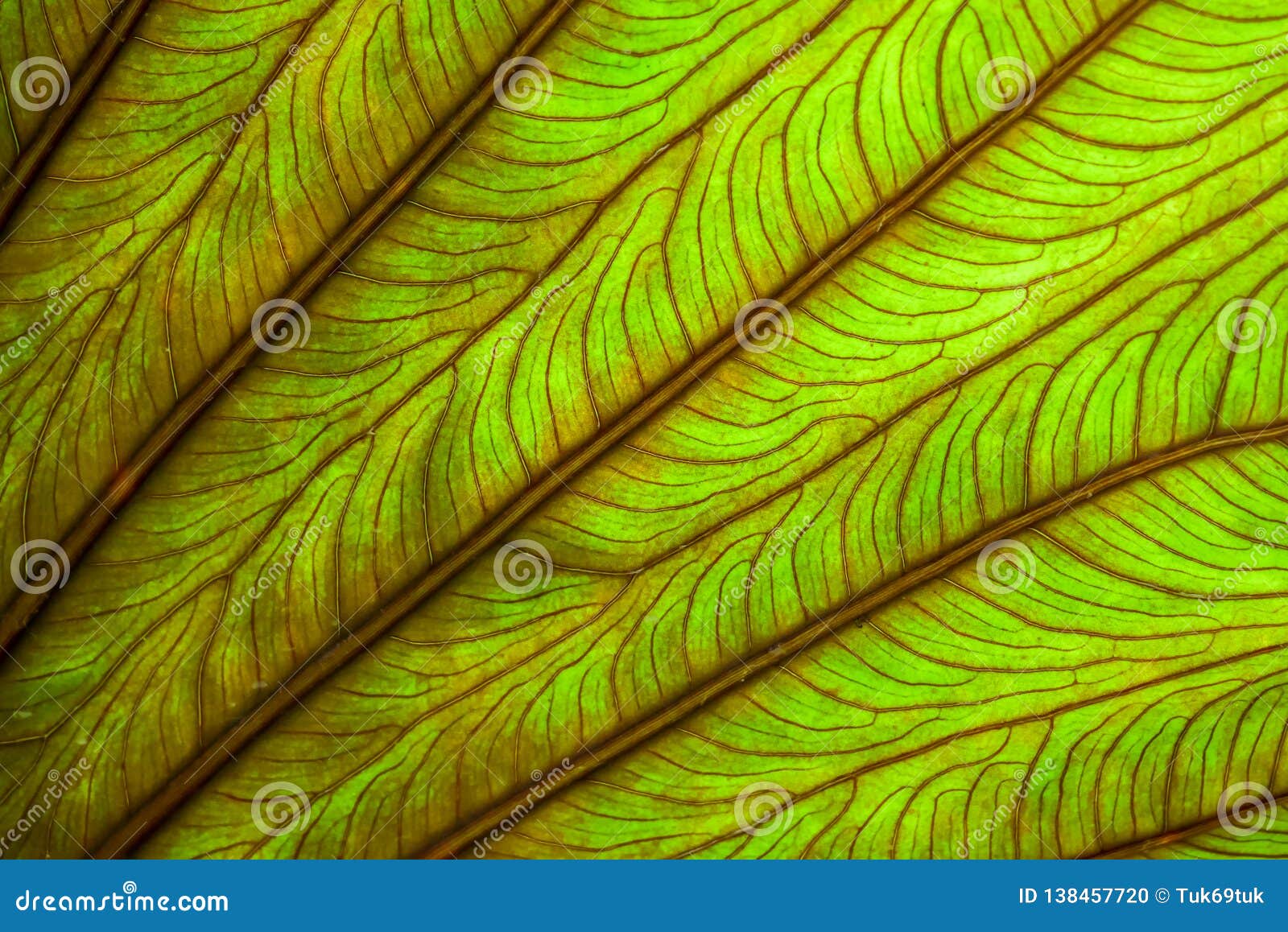Background Texture Tropical Flowers and Leaves Natural Concept Stock ...