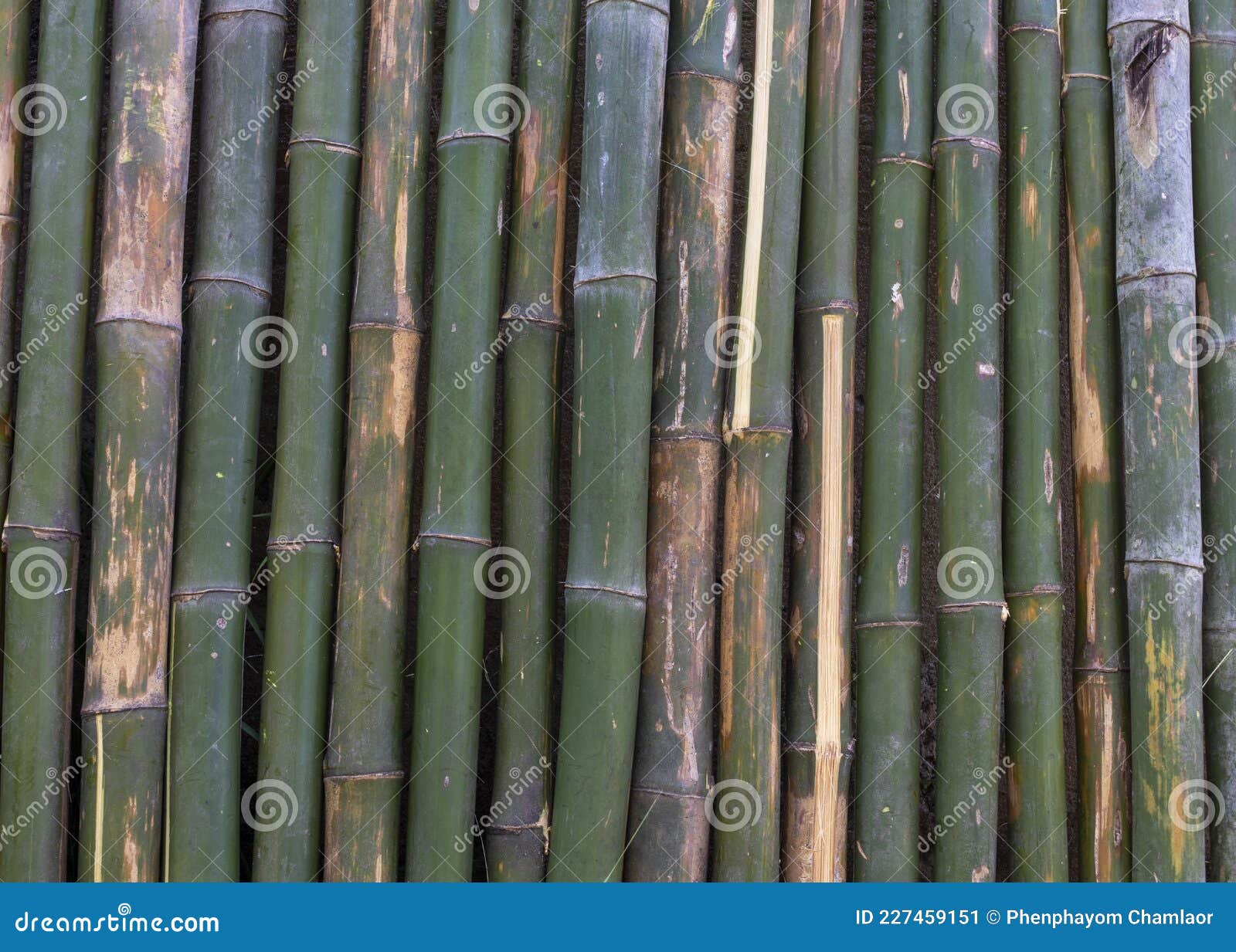 Background Texture the Trunk of Tree Bamboo Cut Arrangement Fence at ...