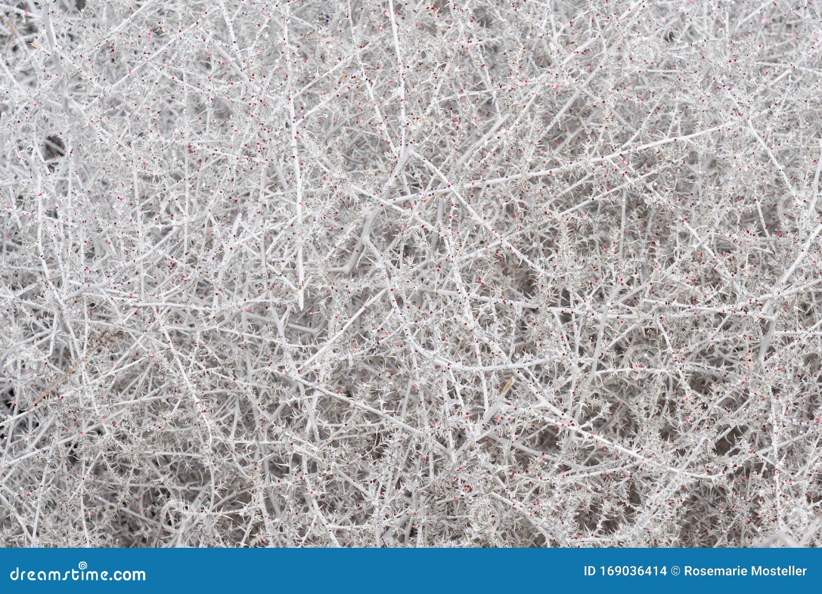 Background Texture of Tumble Weed Stock Photo - Image of sprayed, close ...