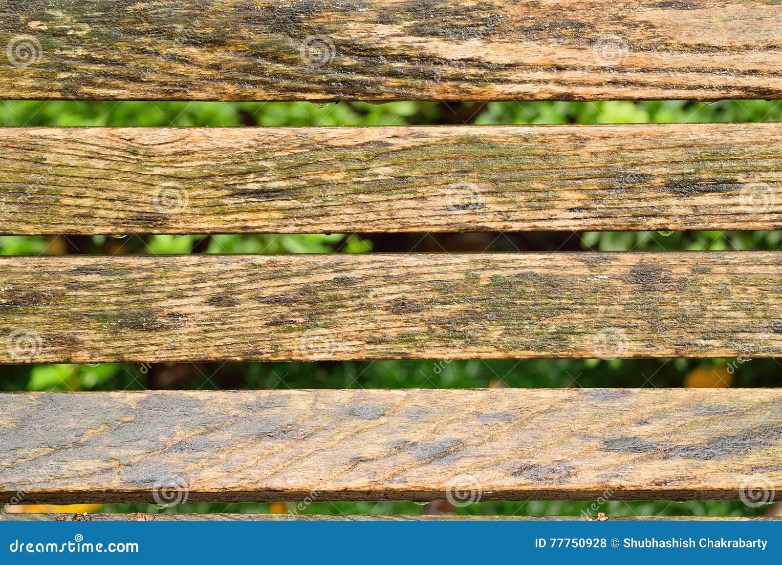 Background Texture Wet Wooden Bench Stock Photo - Image of bench, plant ...