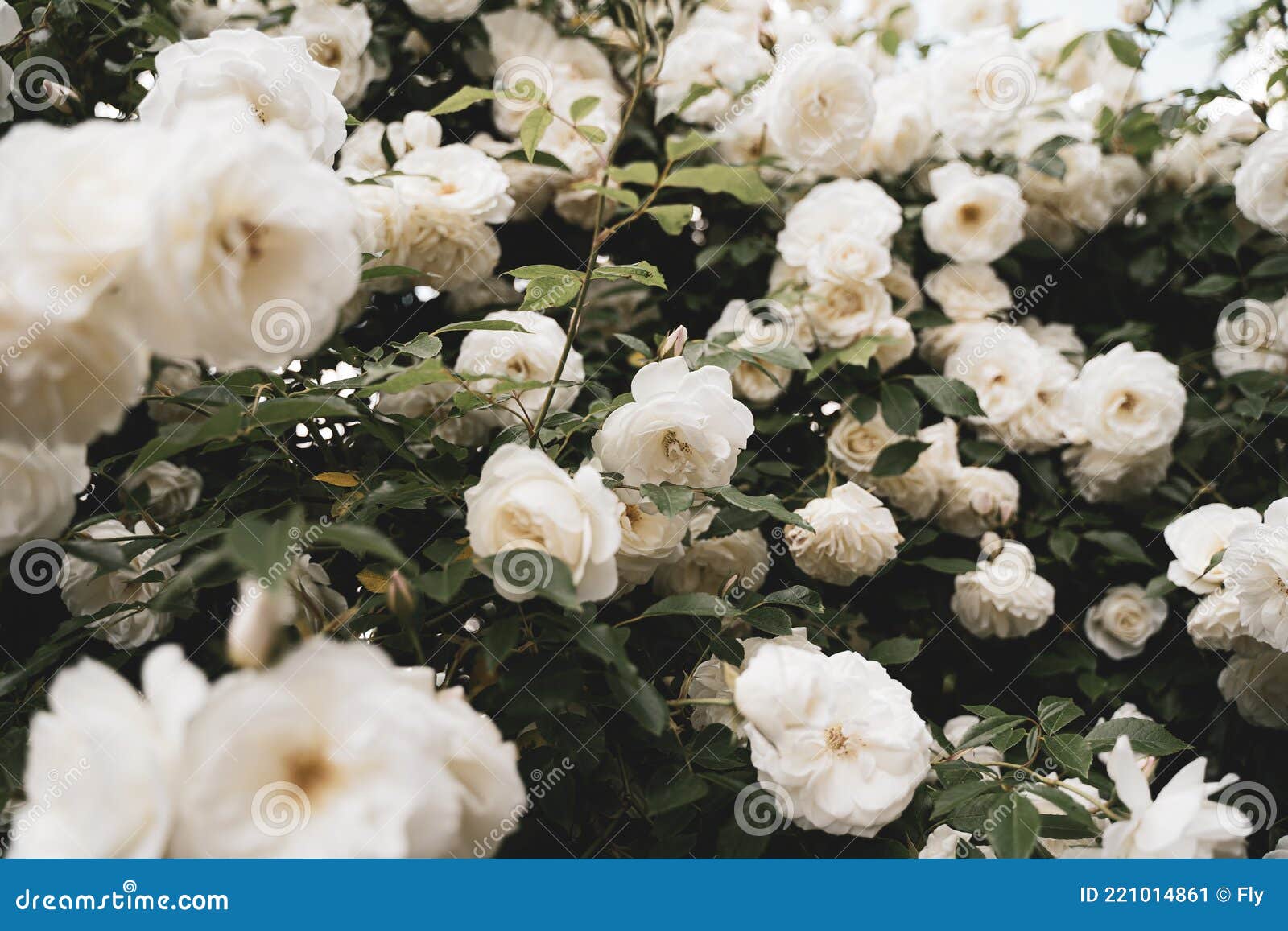 Background Texture of White Roses Stock Image - Image of perfume, aroma ...