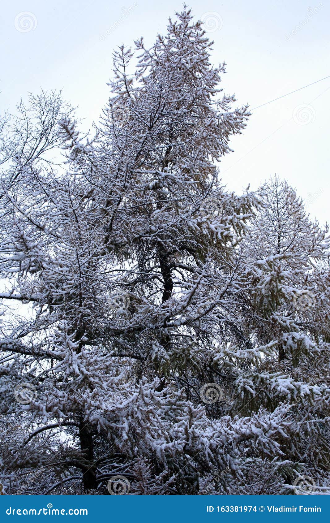 Snow on colored leaves. stock photo. Image of motion - 163381974
