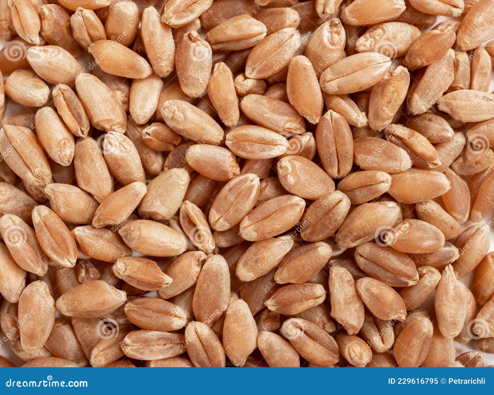 Red Hard Spring Wheat Stock Photos - Free & Royalty-Free Stock Photos ...